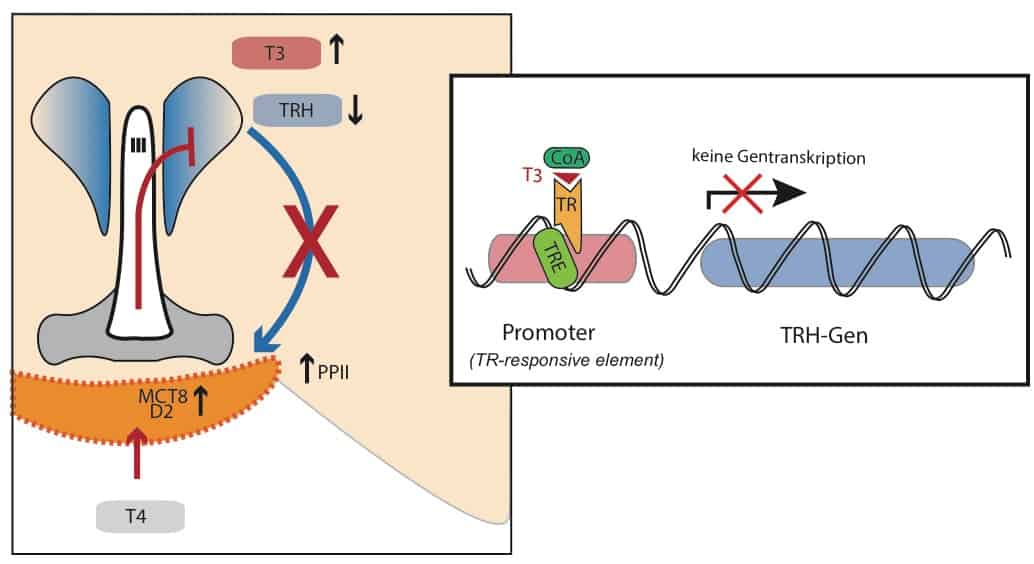 Das Low-T3-Syndrom aus der Neuroperspektive - Biochemie für dein ...